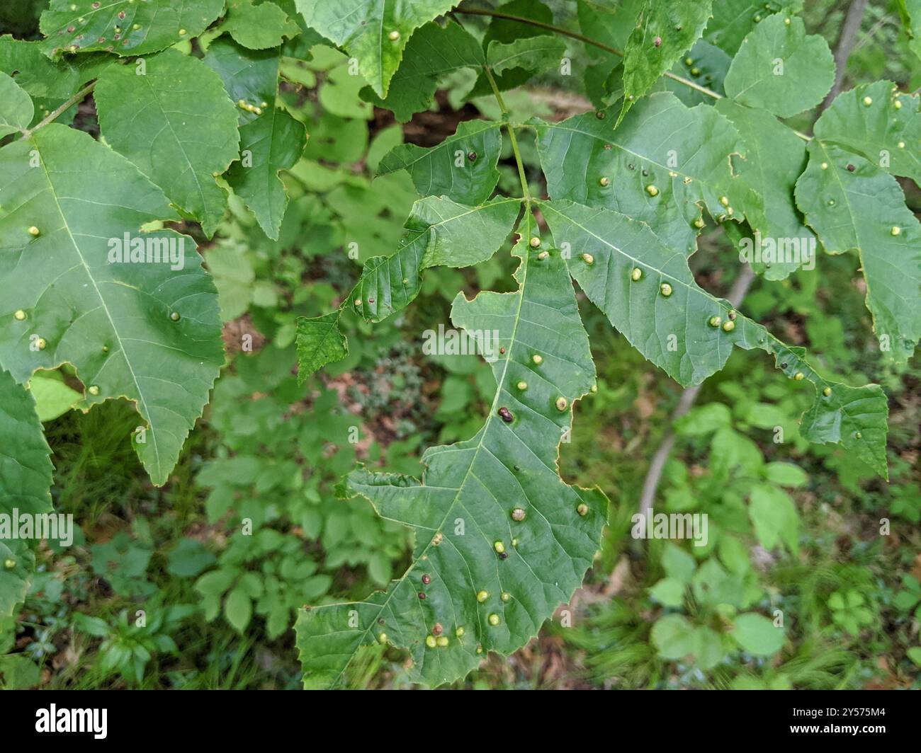 (Phylloxera caryaesemen) Insecta Stock Photo - Alamy