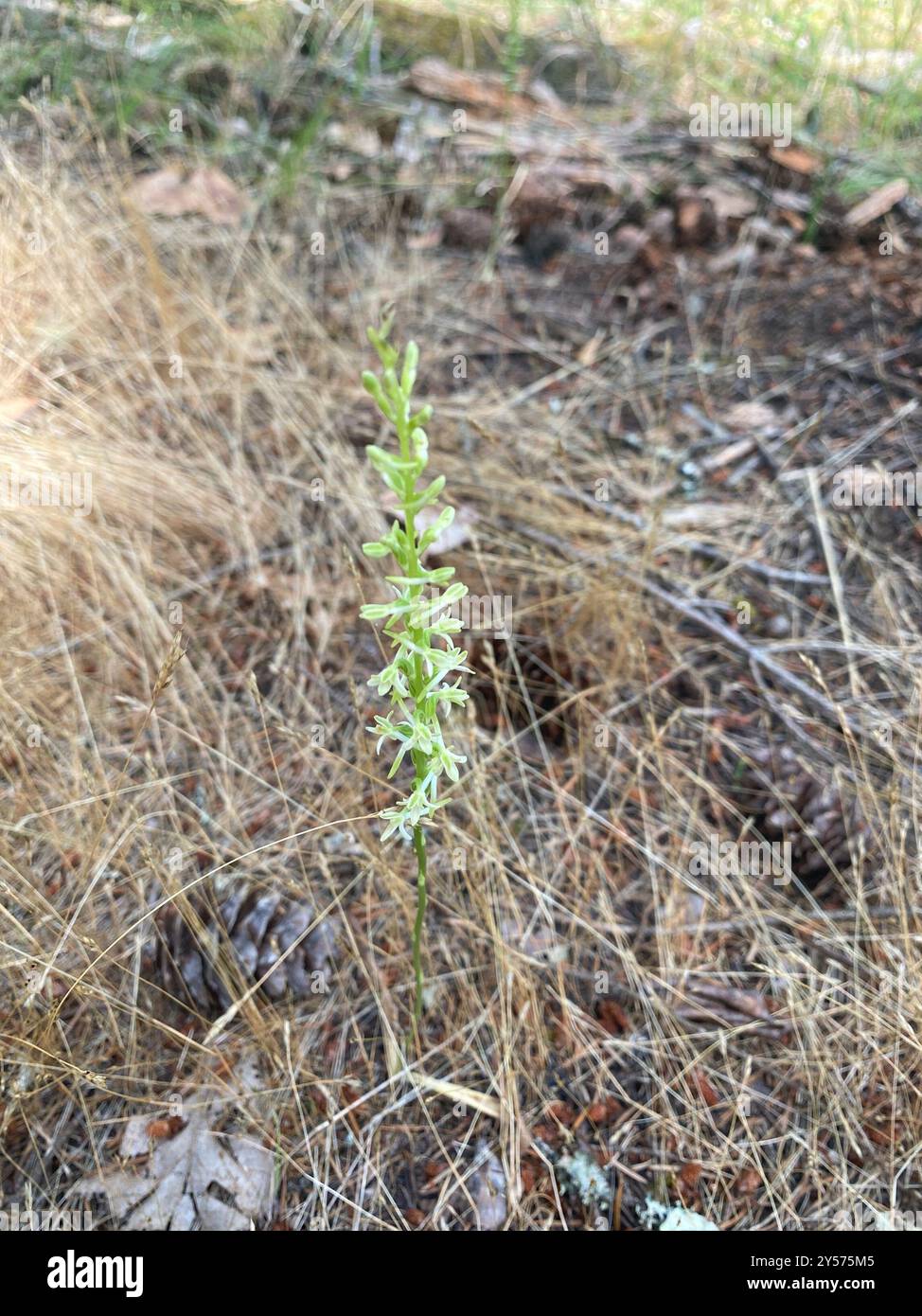 Flat Spurred Piperia (Platanthera transversa) Plantae Stock Photo - Alamy