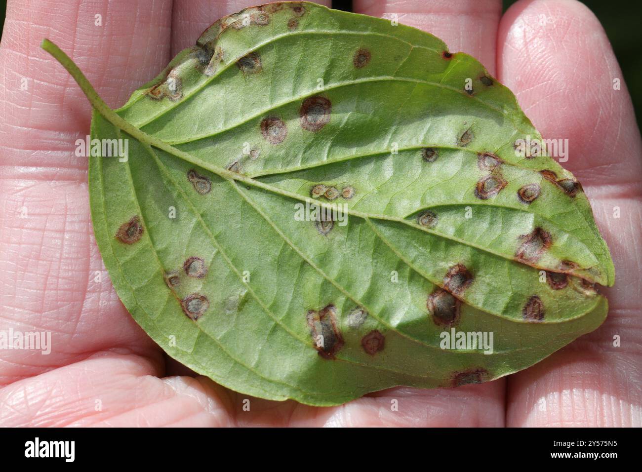 dogwood leaf spot (Sphaerulina cornicola) Fungi Stock Photo - Alamy