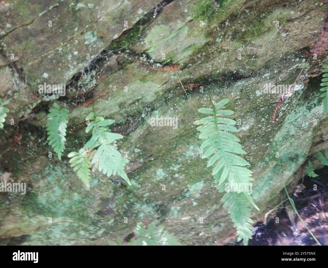 common polypody (Polypodium vulgare) Plantae Stock Photo - Alamy