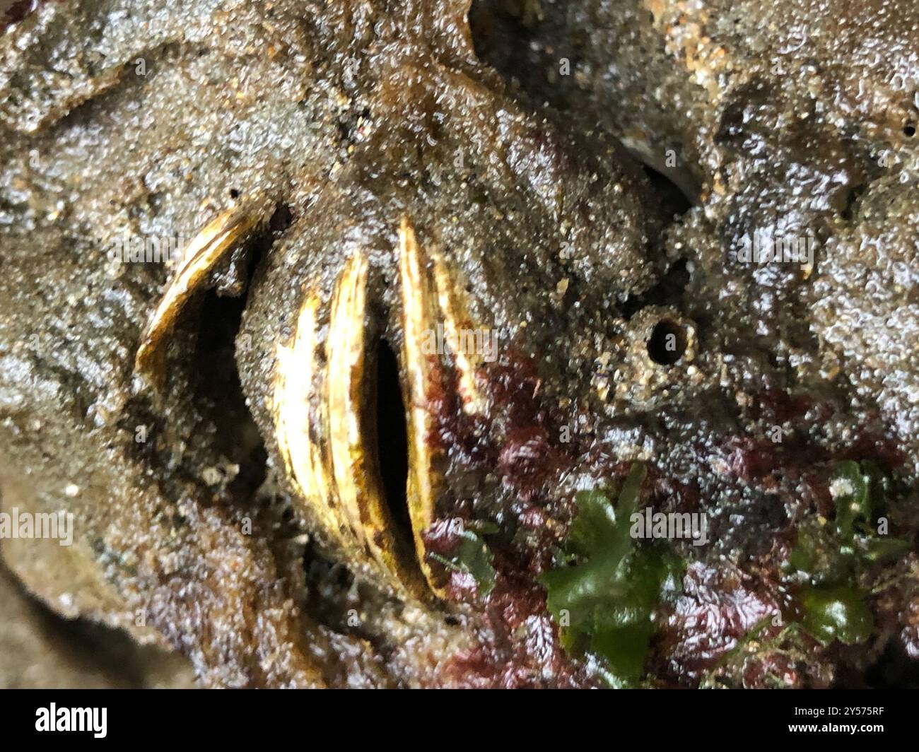 Bivalves (Bivalvia) Mollusca Stock Photo - Alamy