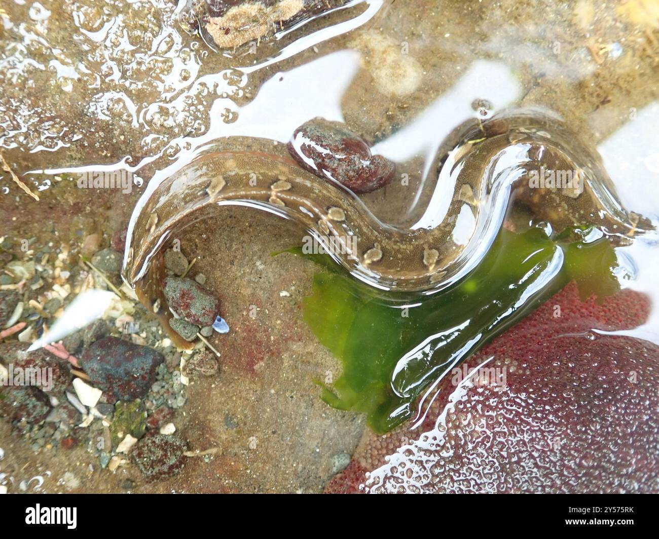 Crescent Gunnel (Pholis laeta) Actinopterygii Stock Photo - Alamy