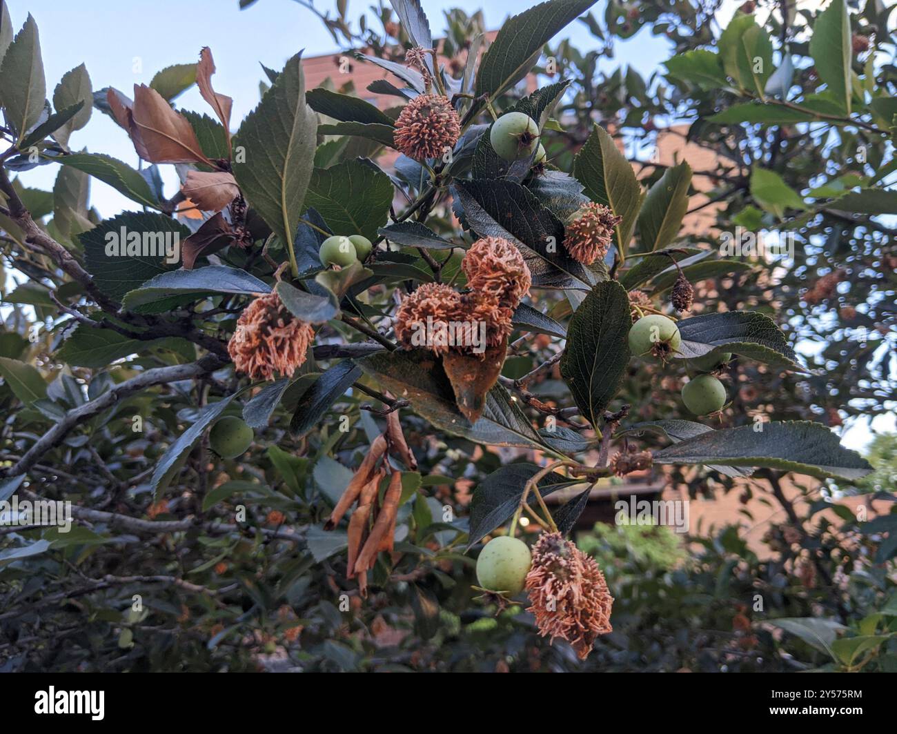 quince rust (Gymnosporangium clavipes) Fungi Stock Photo - Alamy