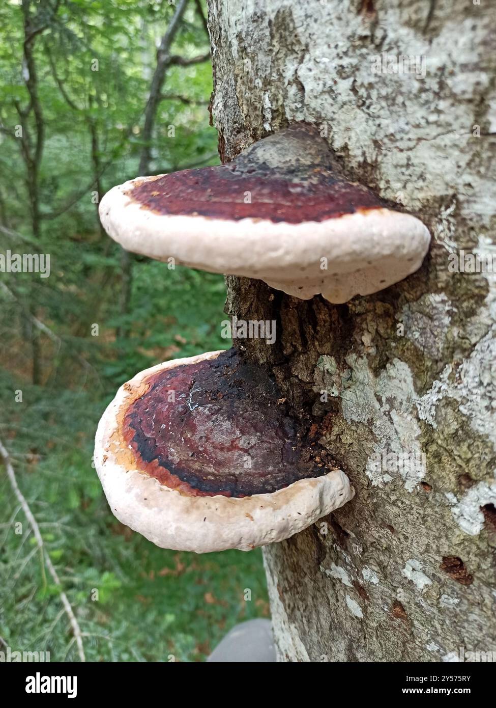 Red-banded Polypore (Fomitopsis pinicola) Fungi Stock Photo - Alamy