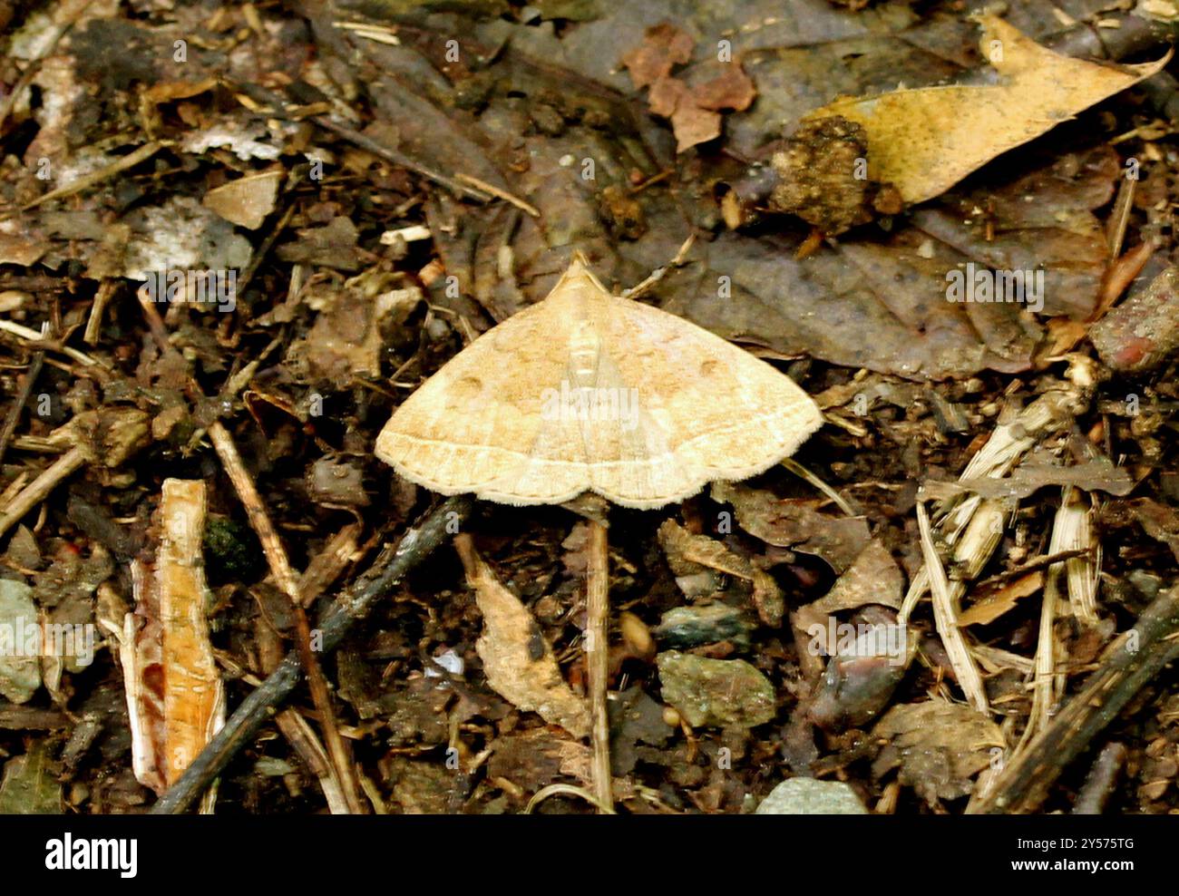 Wavy-lined Fan-foot (Zanclognatha jacchusalis) Insecta Stock Photo - Alamy
