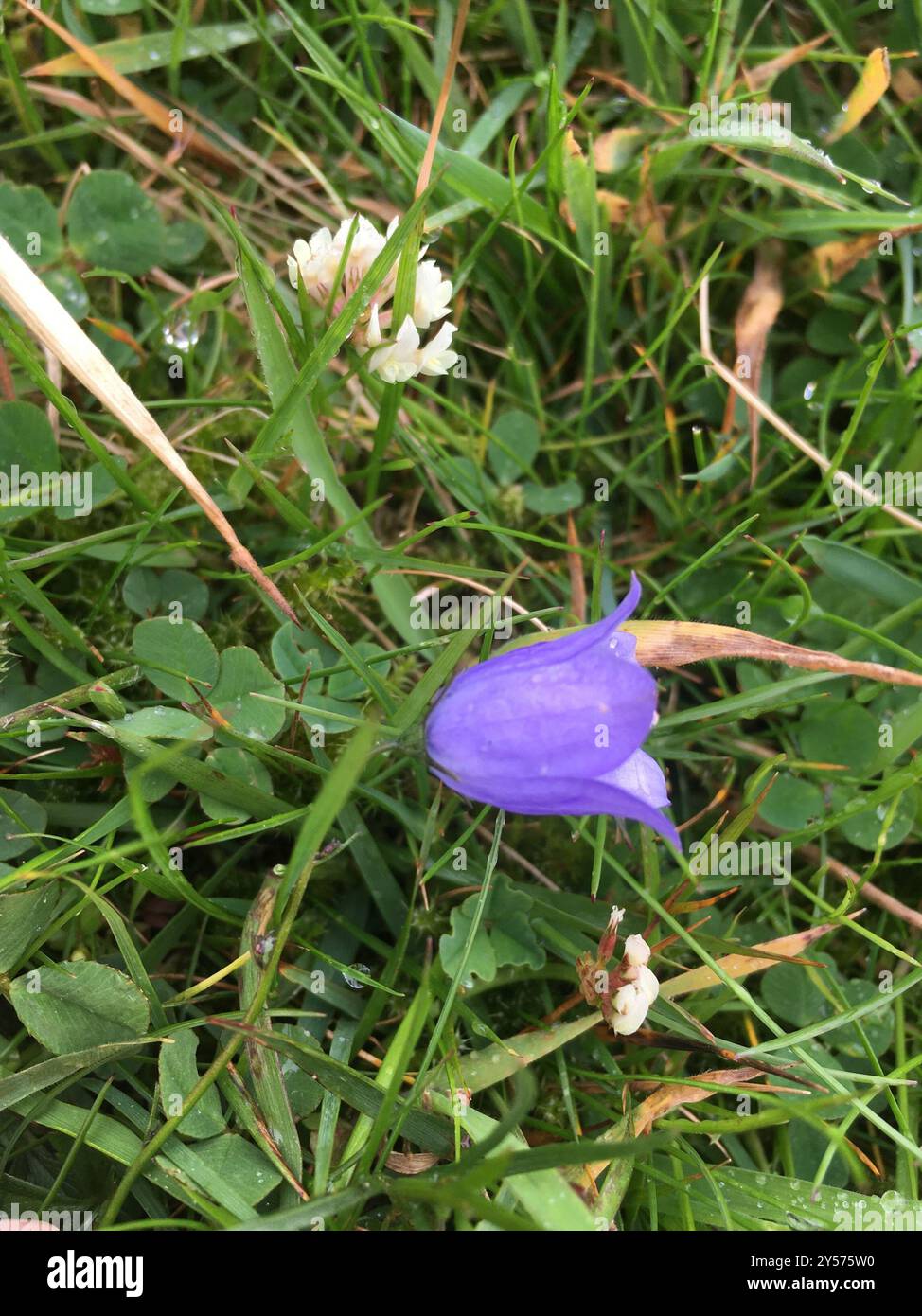 Common Harebell (Campanula rotundifolia) Plantae Stock Photo - Alamy