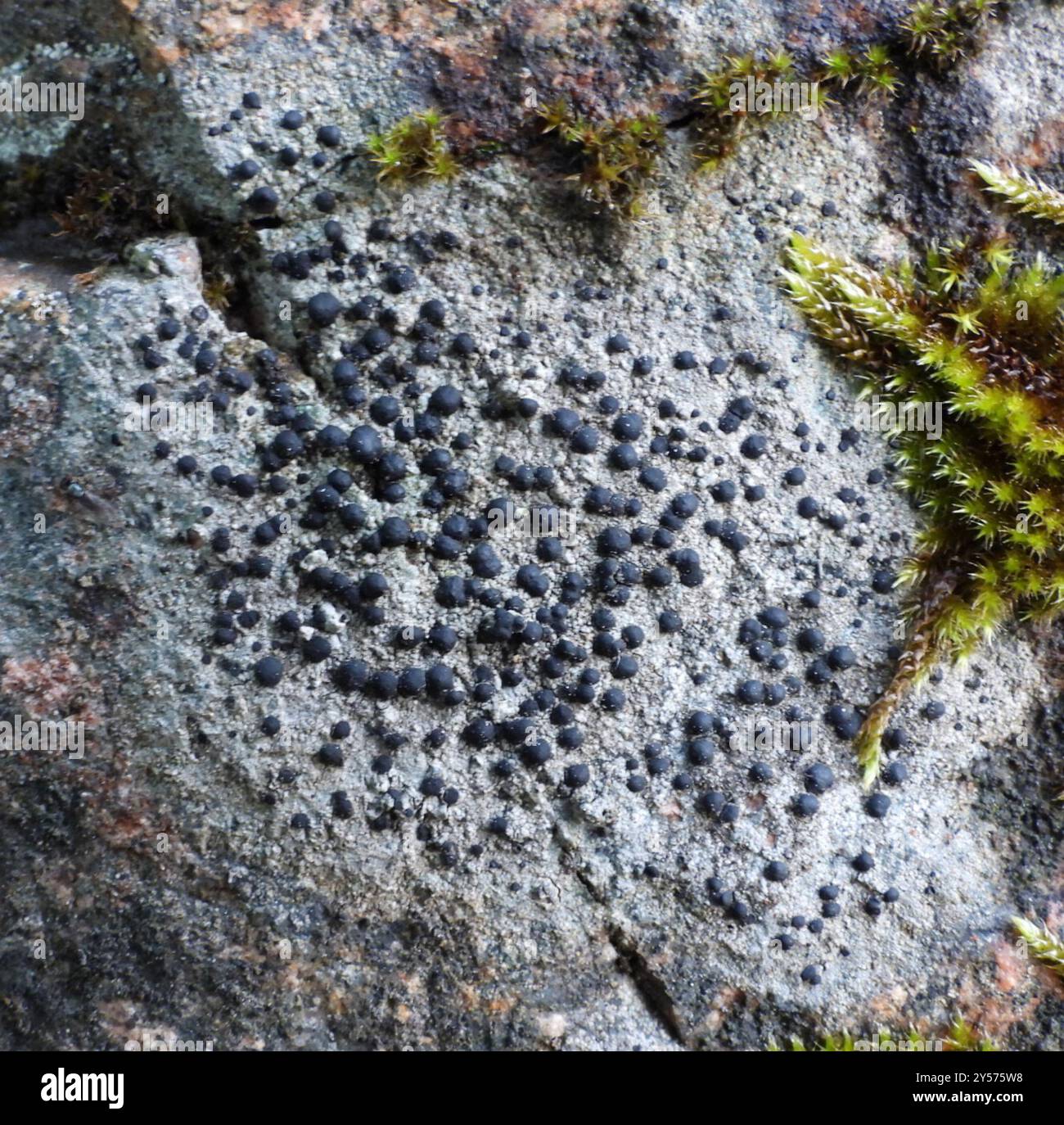 concentric boulder lichen (Porpidia crustulata) Fungi Stock Photo - Alamy