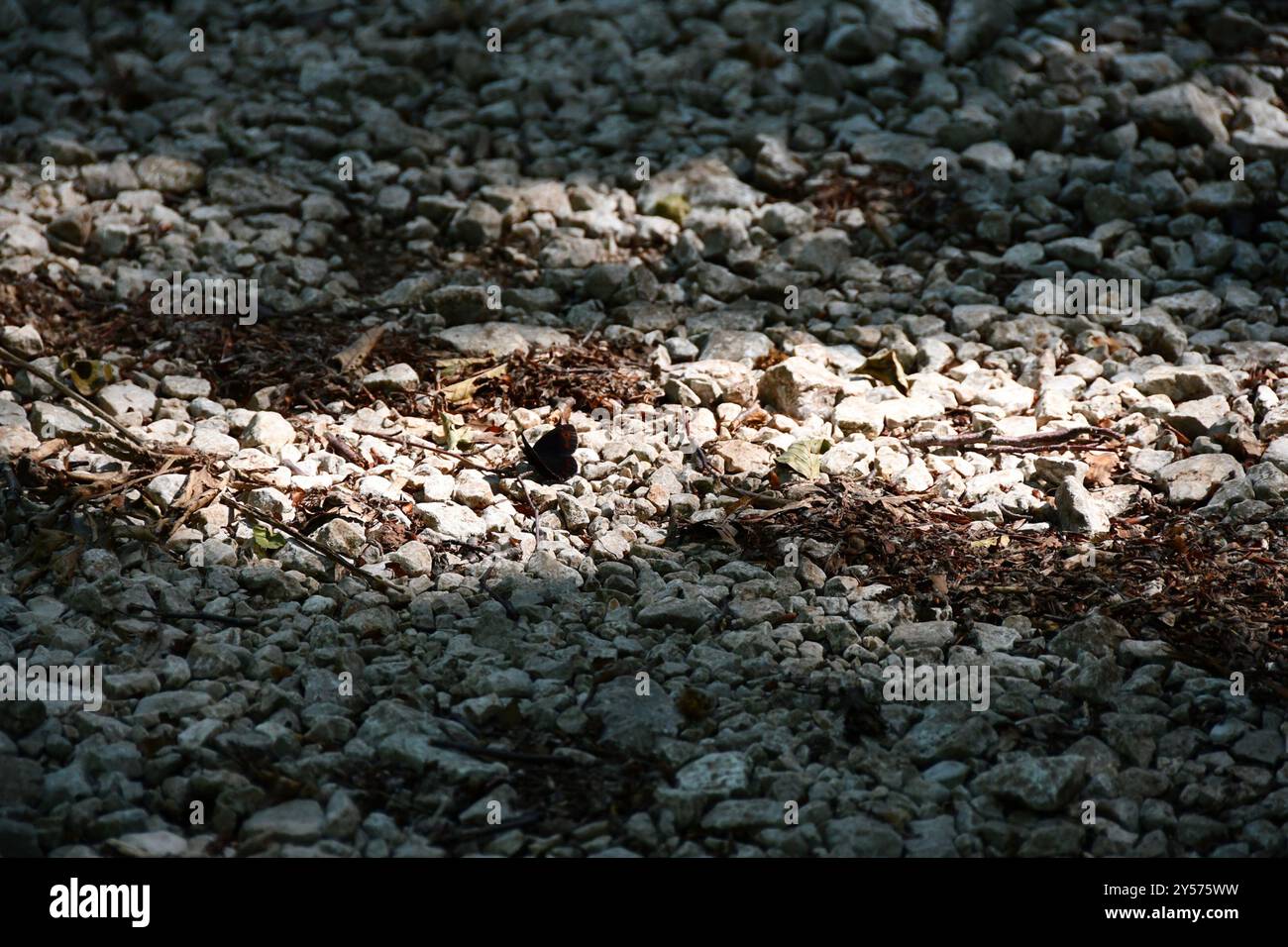 Scotch Argus (Erebia aethiops) Insecta Stock Photo - Alamy