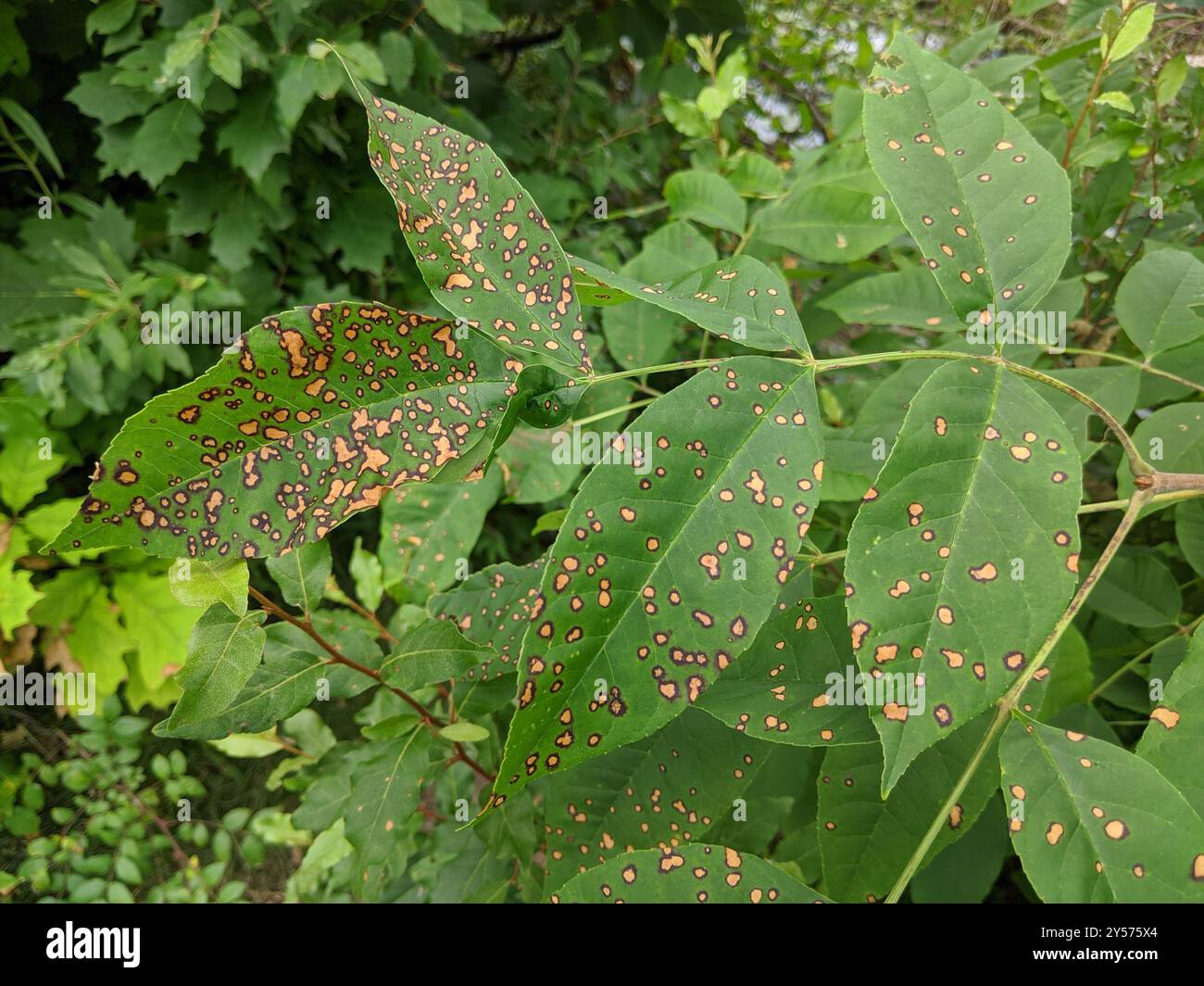 Ash Leaf Spot (Mycosphaerella fraxinicola) Fungi Stock Photo - Alamy