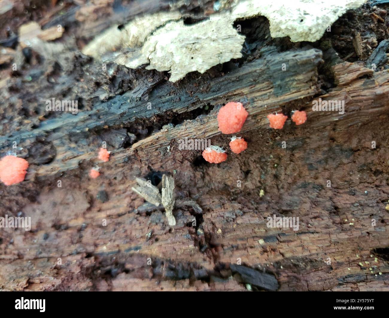 Red Raspberry Slime Mold (Tubifera ferruginosa) Protozoa Stock Photo ...