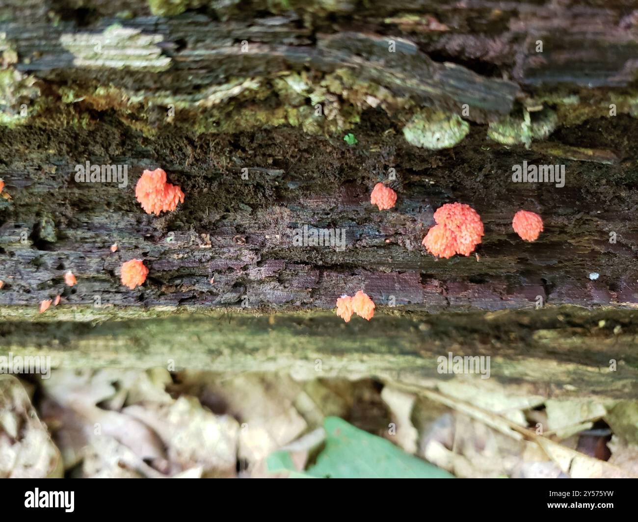 Red Raspberry Slime Mold (Tubifera ferruginosa) Protozoa Stock Photo ...