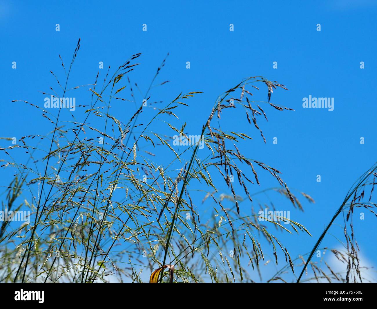 Wild Sorghum (Sorghum bicolor verticilliflorum) Plantae Stock Photo - Alamy