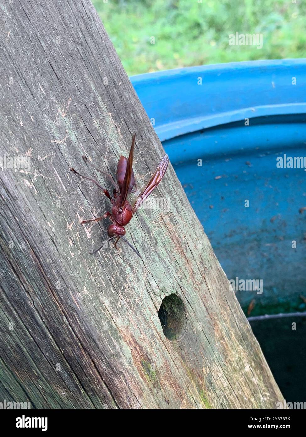 Giant Brown Paper Wasp (Polistes gigas) Insecta Stock Photo - Alamy