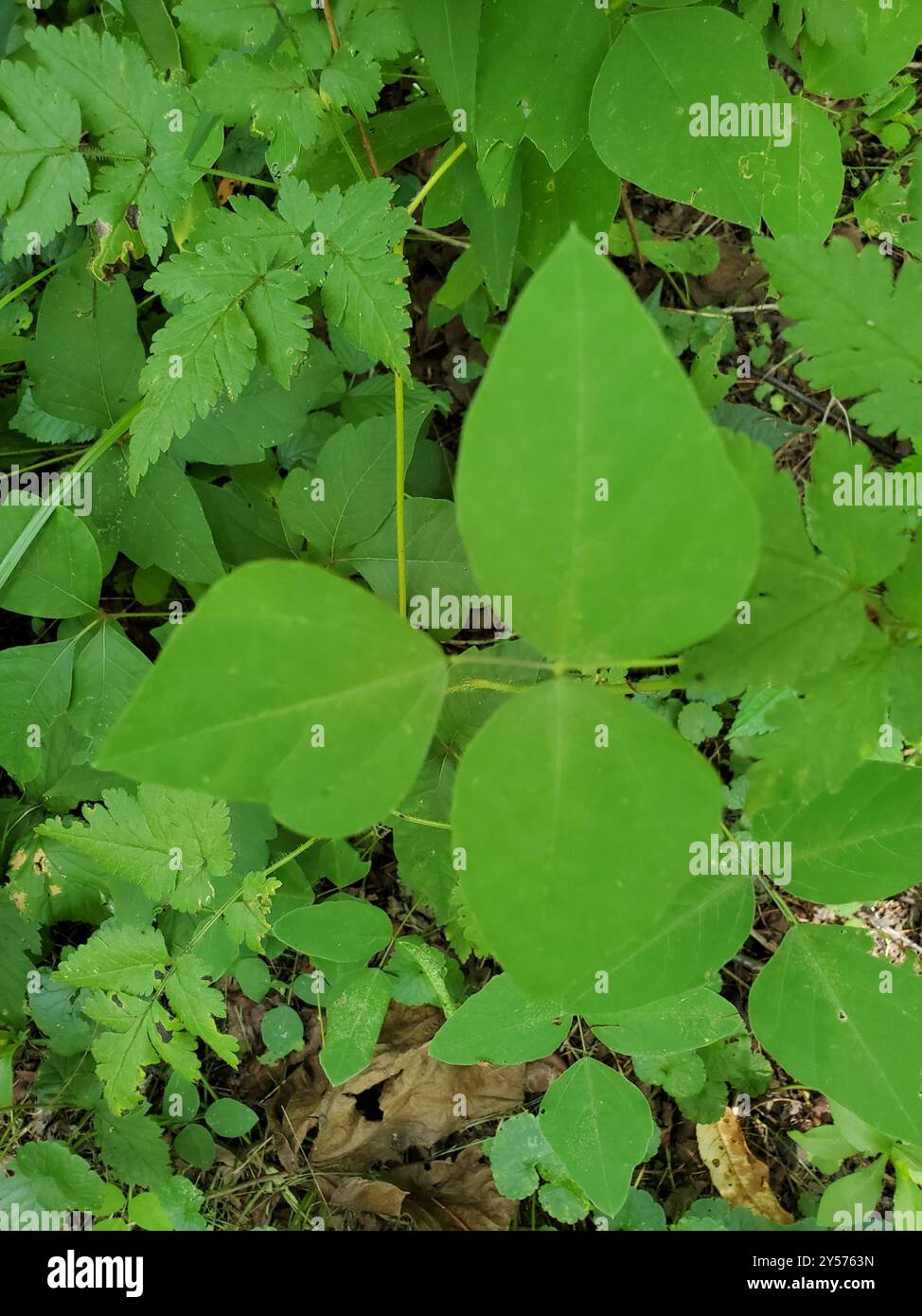 American hog-peanut (Amphicarpaea bracteata) Plantae Stock Photo - Alamy