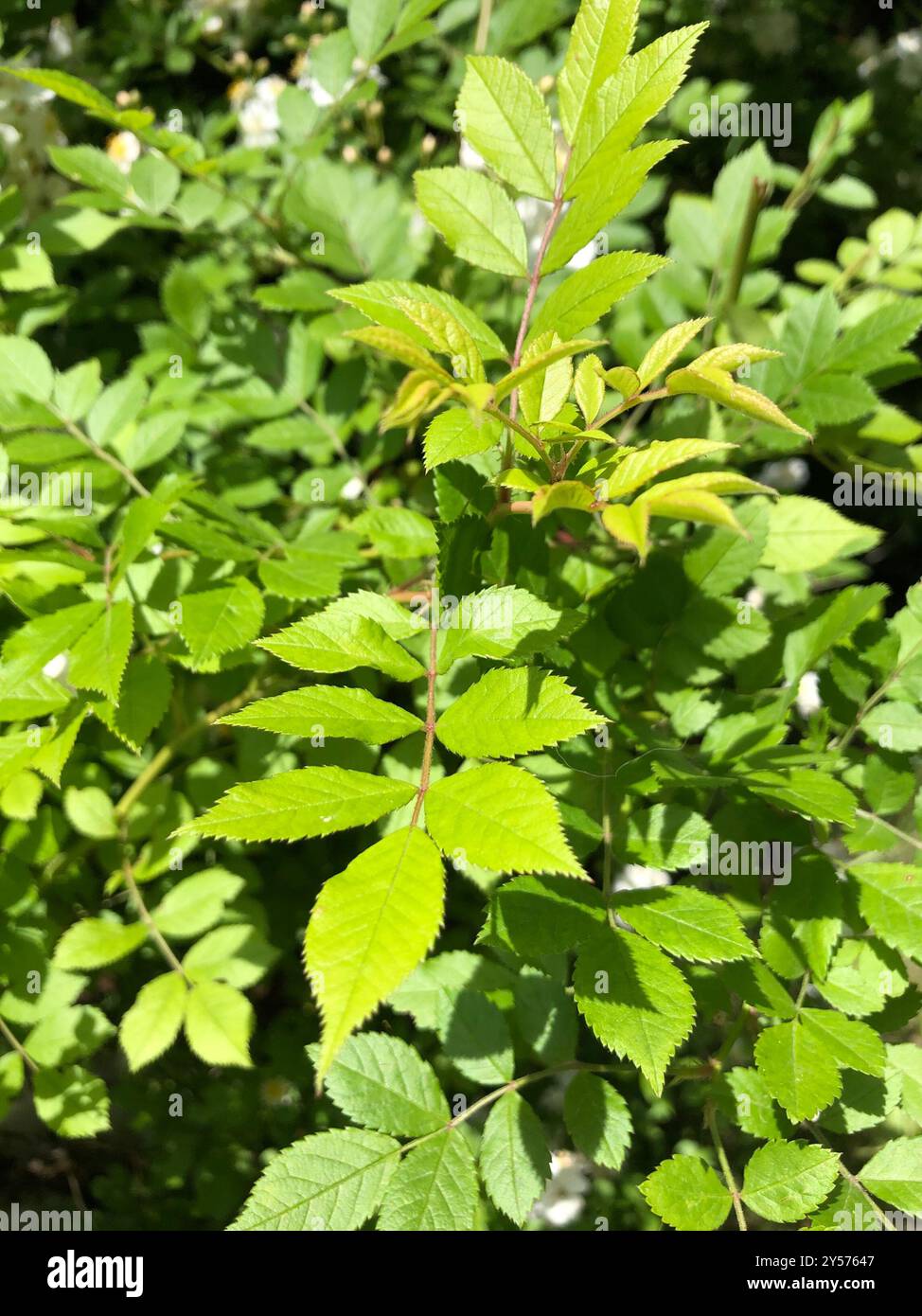 multiflora rose (Rosa multiflora) Plantae Stock Photo - Alamy