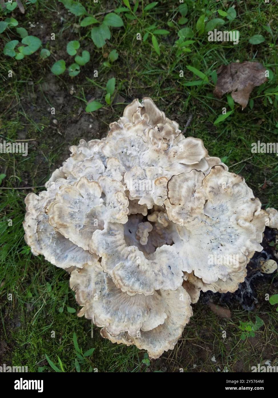 Black-staining Polypore (Meripilus sumstinei) Fungi Stock Photo - Alamy