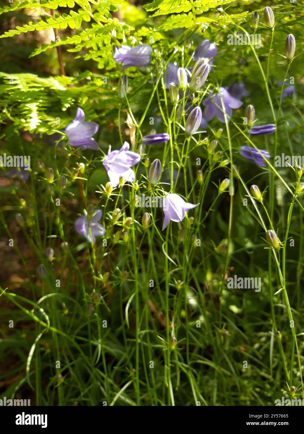 Common Harebell (Campanula rotundifolia) Plantae Stock Photo - Alamy