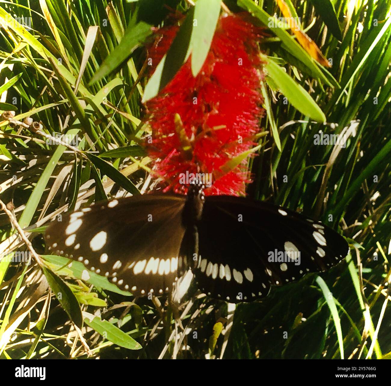 Common Crow Butterfly (Euploea core) Insecta Stock Photo - Alamy