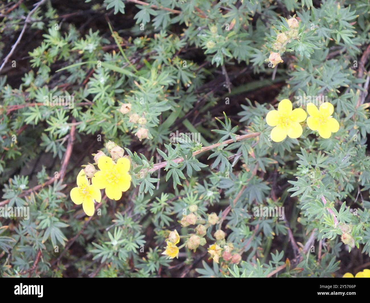shrubby cinquefoil (Dasiphora fruticosa) Plantae Stock Photo - Alamy