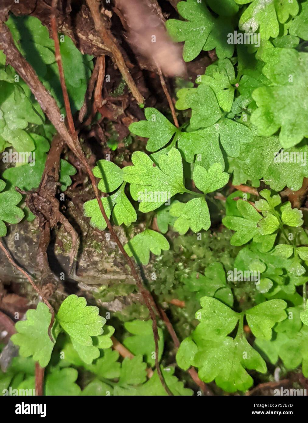 vascular plants (Tracheophyta) Plantae Stock Photo - Alamy