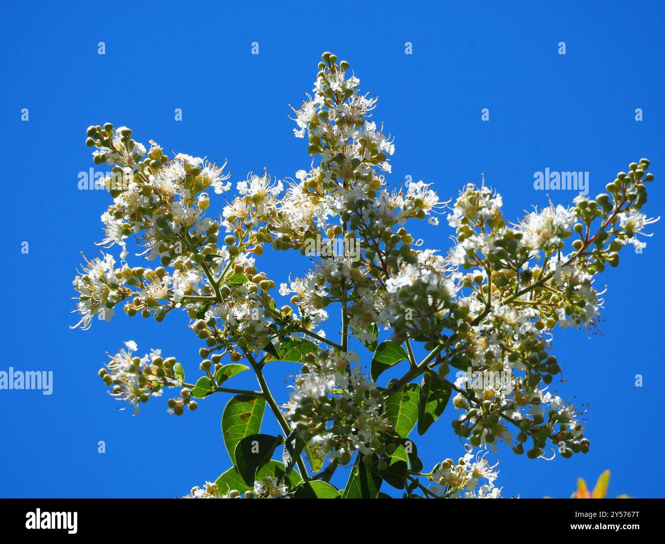 Subcostate Crape Myrtle (Lagerstroemia subcostata) Plantae Stock Photo ...