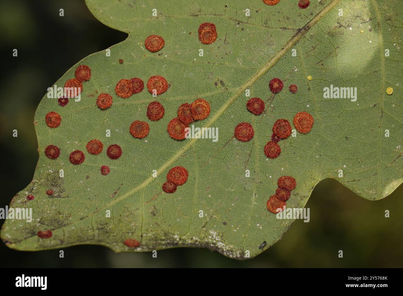 Common Spangle Gall Wasp (Neuroterus quercusbaccarum) Insecta Stock ...