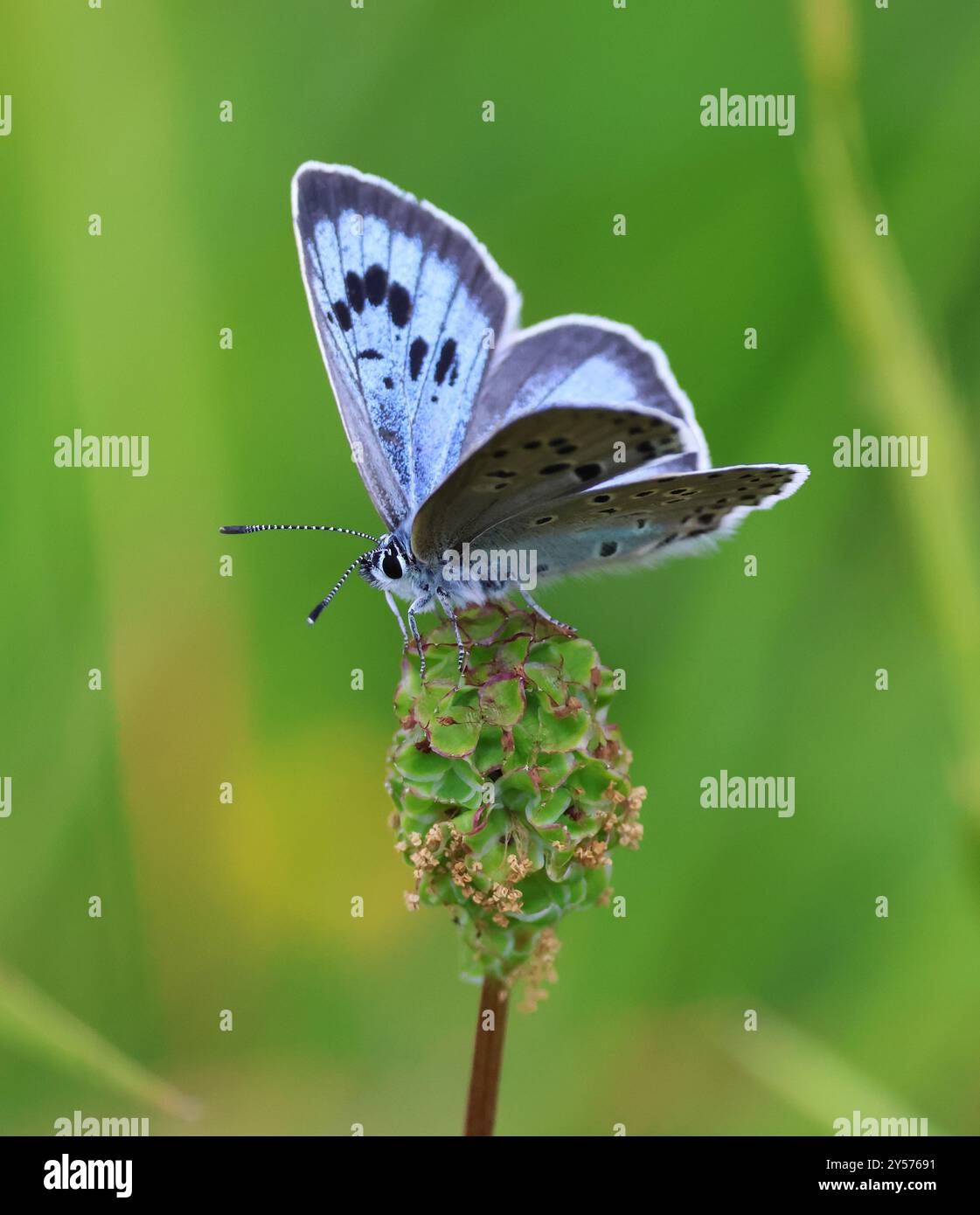 Cotswold large blue butterfly hi-res stock photography and images - Alamy