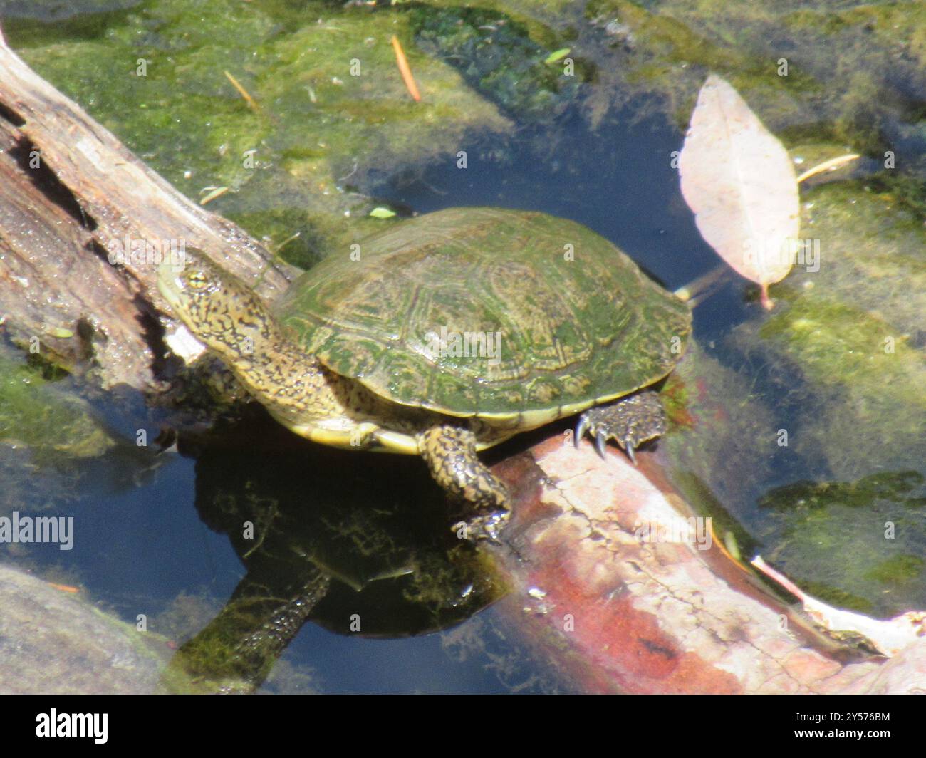Western Pond Turtle (Actinemys marmorata) Reptilia Stock Photo - Alamy