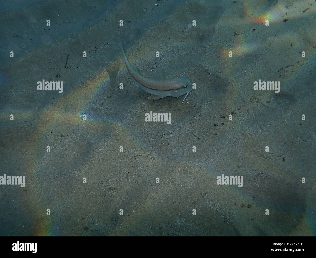 Red Mullet (Mullus barbatus) Actinopterygii Stock Photo - Alamy