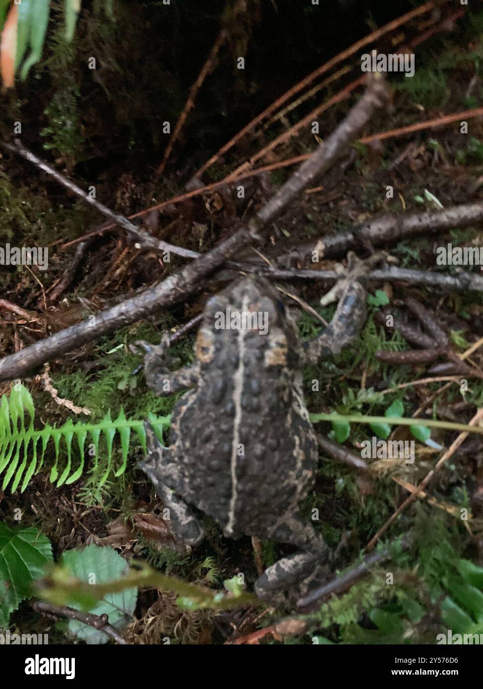 Western Toad (Anaxyrus boreas) Amphibia Stock Photo - Alamy