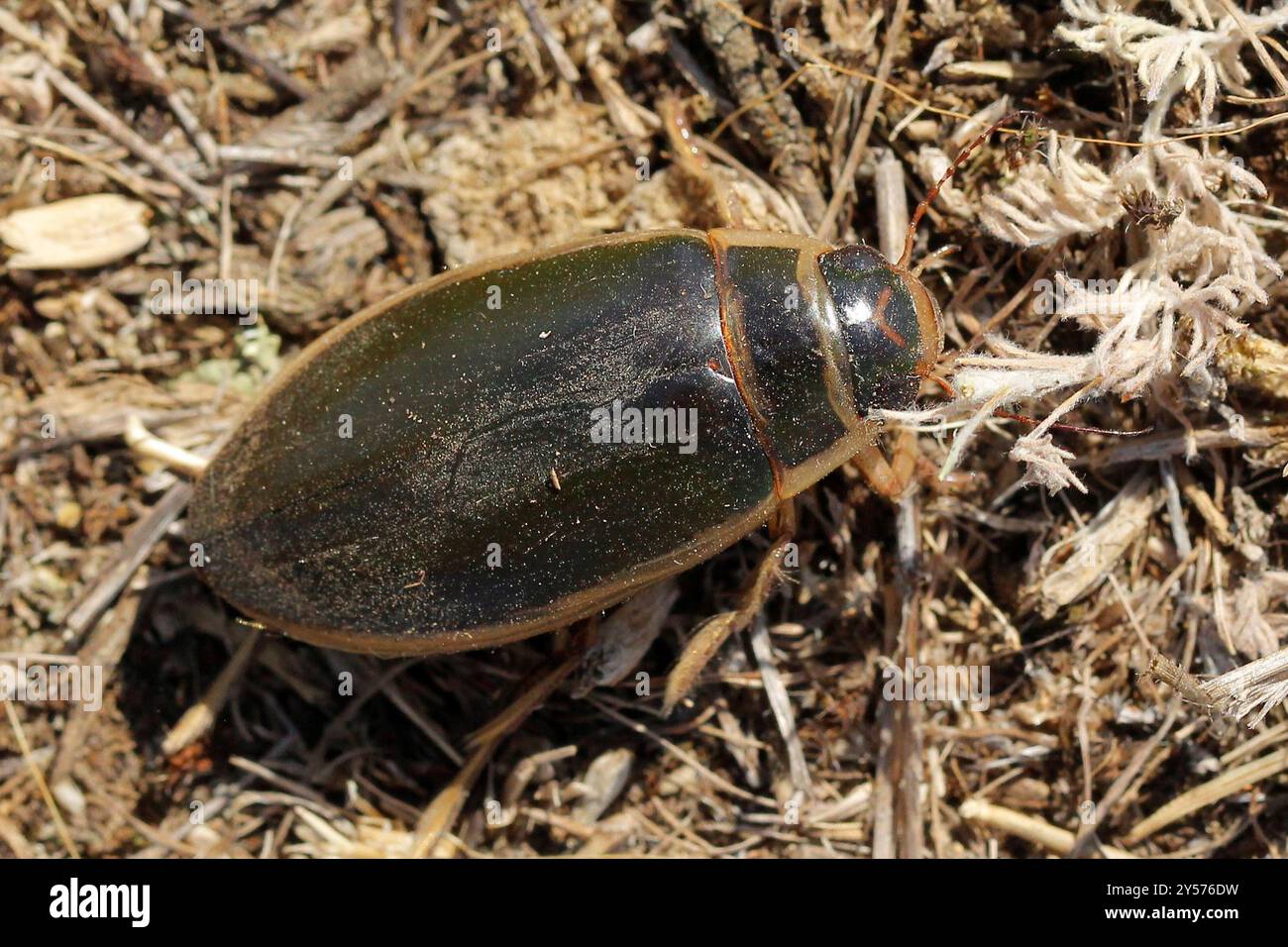 Wasp Great Diving-beetle (Dytiscus circumflexus) Insecta Stock Photo ...