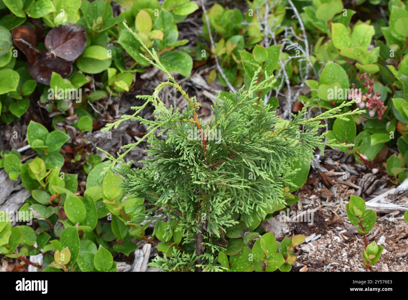 Alaska yellow cedar (Callitropsis nootkatensis) Plantae Stock Photo - Alamy
