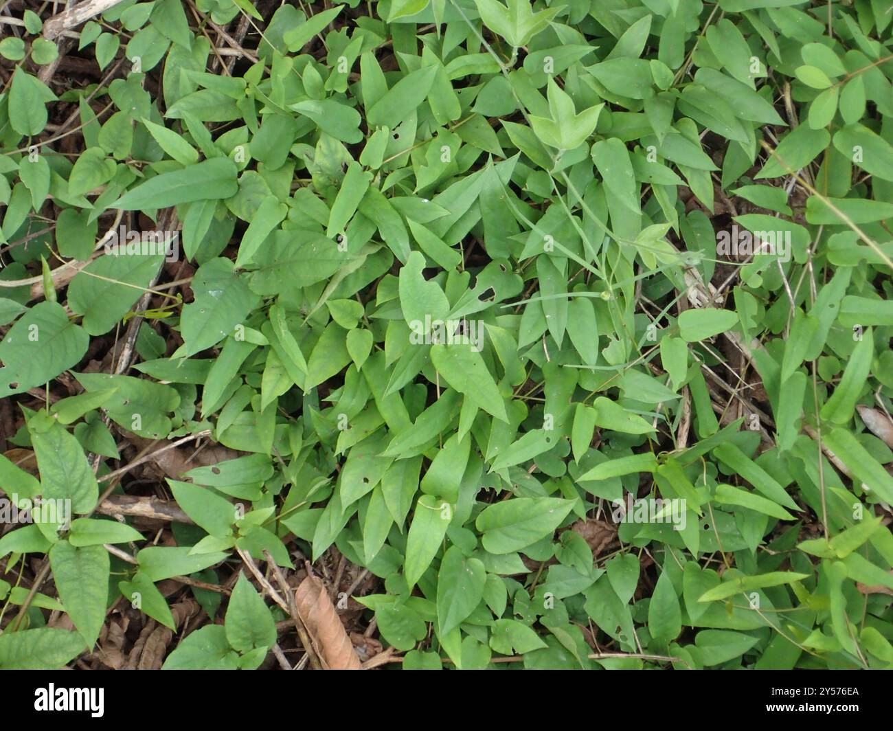 skunk vine (Paederia foetida) Plantae Stock Photo - Alamy