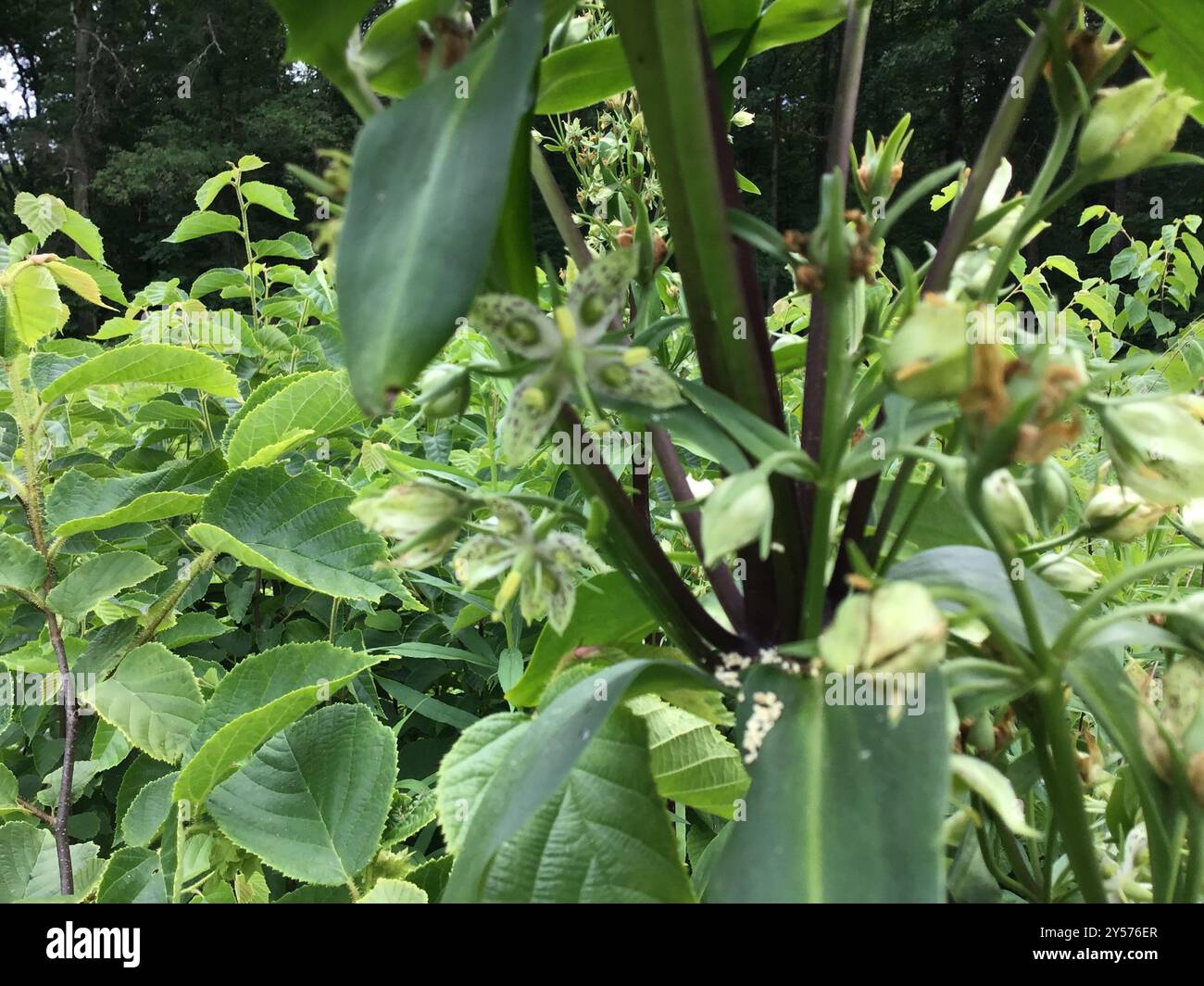 American columbo (Frasera caroliniensis) Plantae Stock Photo - Alamy