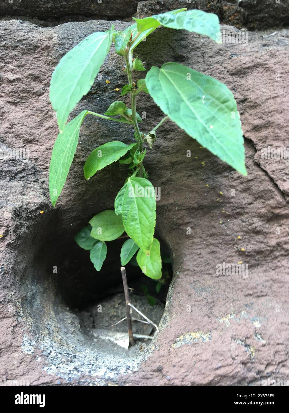 Asian Copperleaf (Acalypha australis) Plantae Stock Photo - Alamy