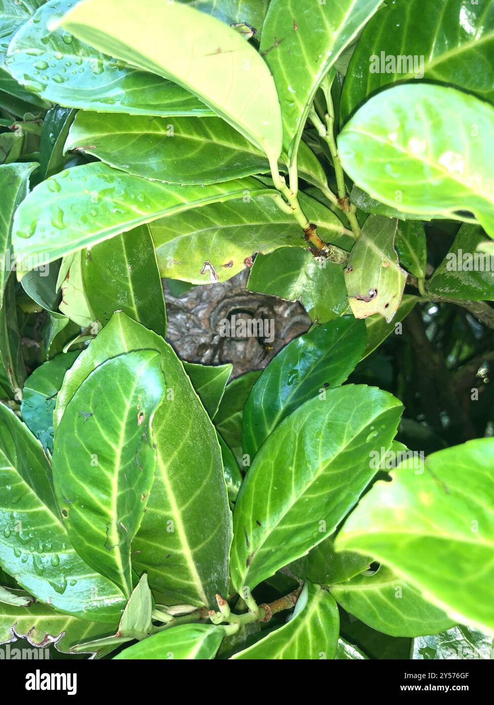 Hornets and Yellowjackets (Vespinae) Insecta Stock Photo - Alamy