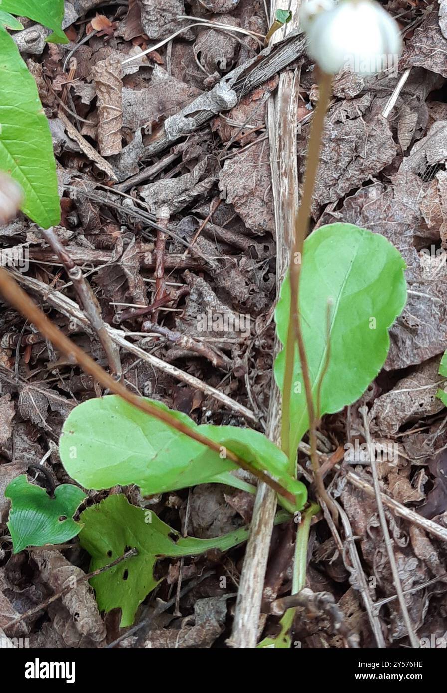 shinleaf (Pyrola elliptica) Plantae Stock Photo - Alamy