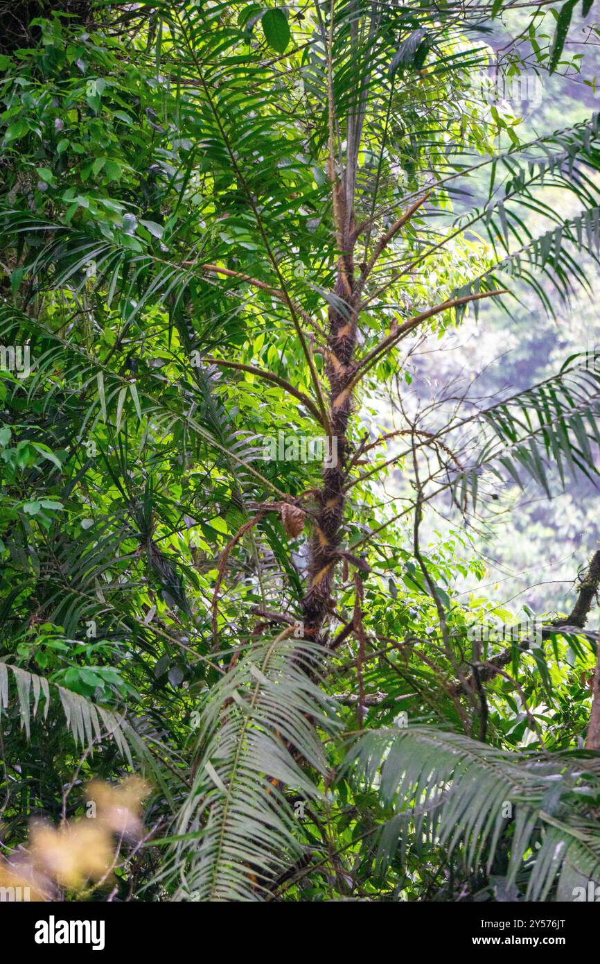 Rattan tree in the jungle. Rattan were also historically known as ...