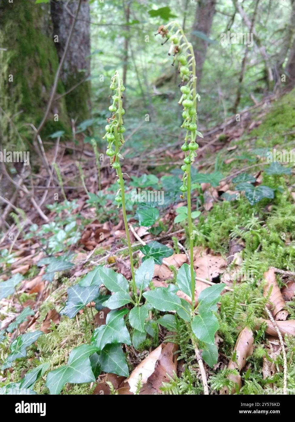 one-sided wintergreen (Orthilia secunda) Plantae Stock Photo - Alamy