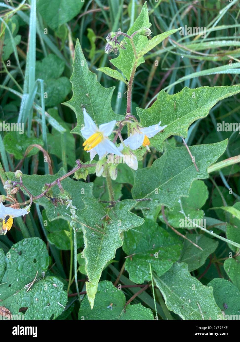 Carolina horsenettle (Solanum carolinense) Plantae Stock Photo - Alamy