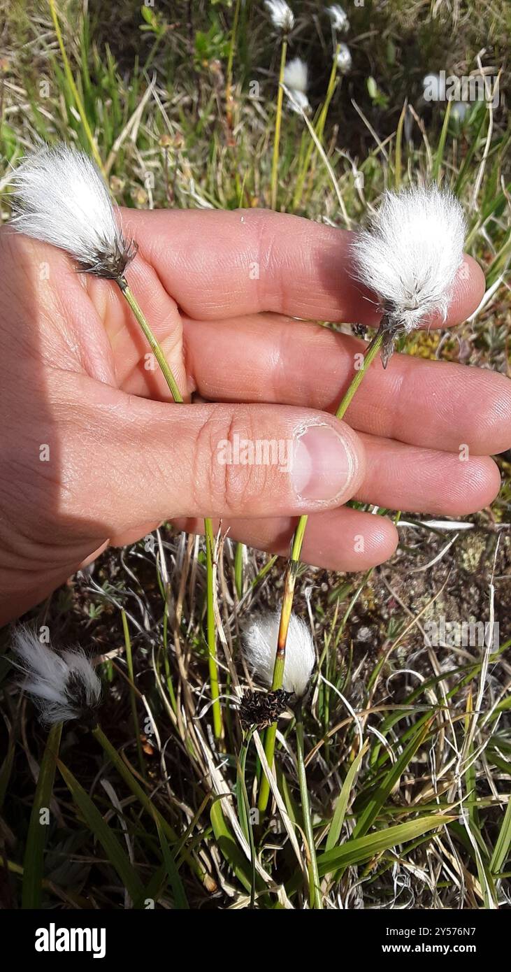 Sheathed Cotton-grass (Eriophorum callitrix) Plantae Stock Photo - Alamy