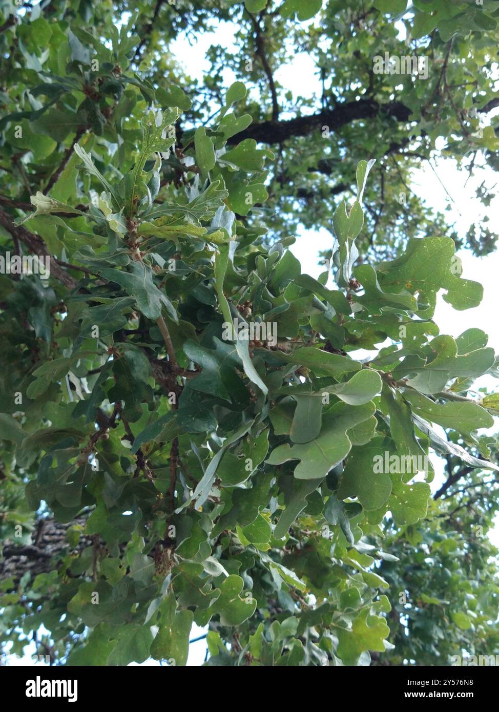 post oak (Quercus stellata) Plantae Stock Photo - Alamy