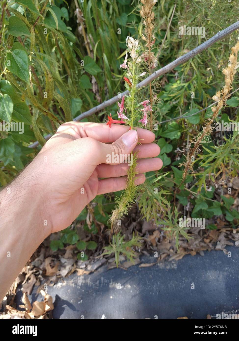 standing cypress (Ipomopsis rubra) Plantae Stock Photo - Alamy