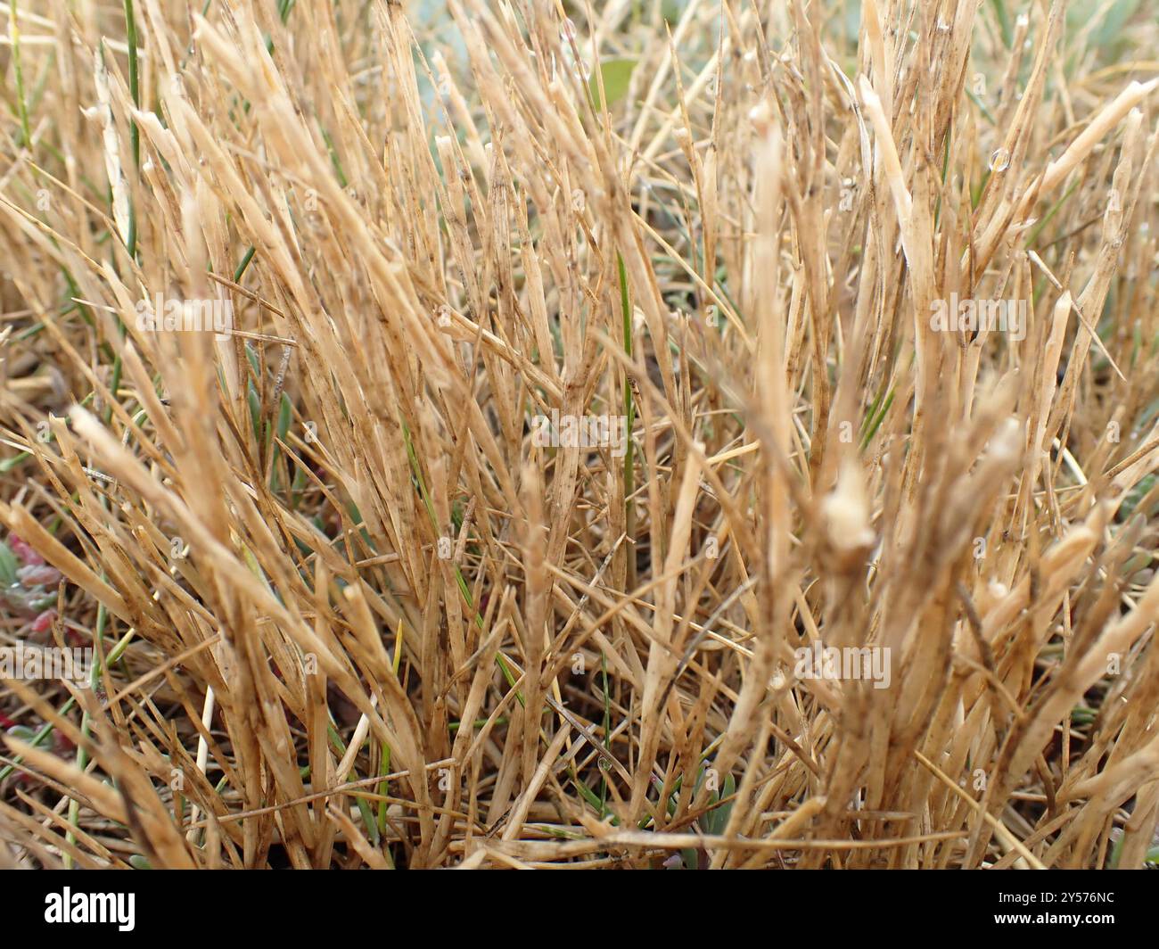 Hard-grass (Parapholis strigosa) Plantae Stock Photo - Alamy