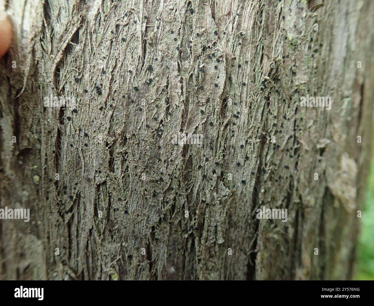 (Lopadium disciforme) Fungi Stock Photo - Alamy