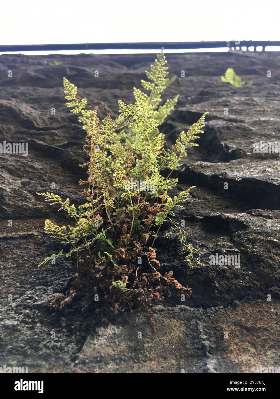 ferns (Polypodiopsida) Plantae Stock Photo - Alamy