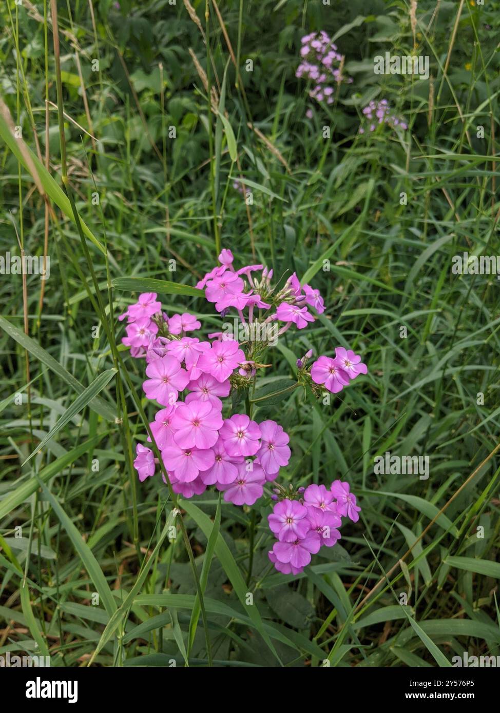 fall phlox (Phlox paniculata) Plantae Stock Photo - Alamy