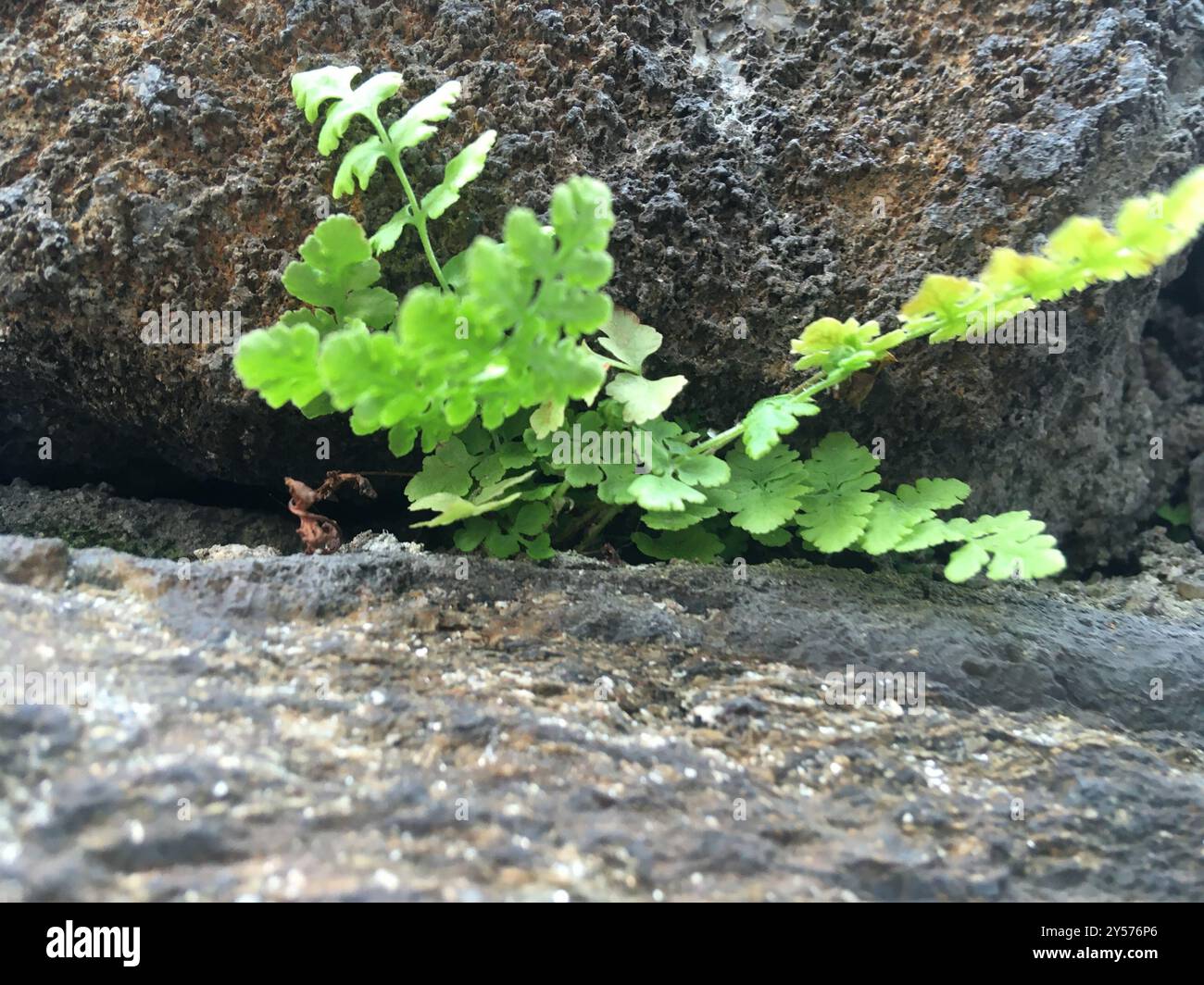 ferns (Polypodiopsida) Plantae Stock Photo - Alamy