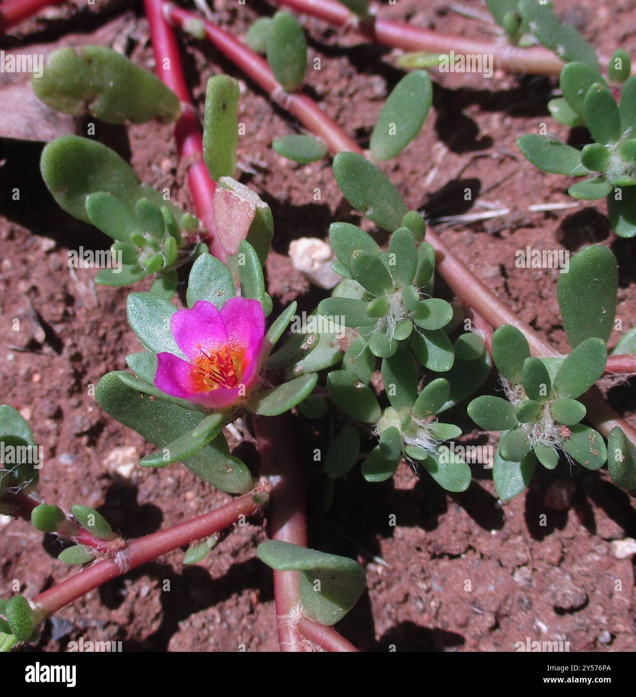 Paraguayan Purslane (Portulaca amilis) Plantae Stock Photo - Alamy