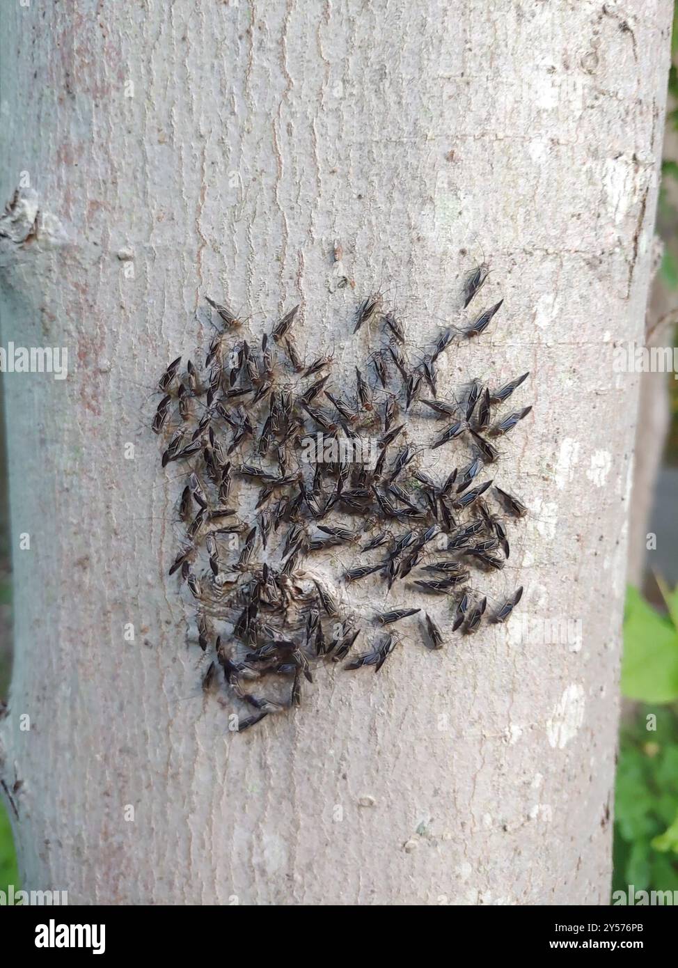 Tree Cattle (Cerastipsocus venosus) Insecta Stock Photo - Alamy
